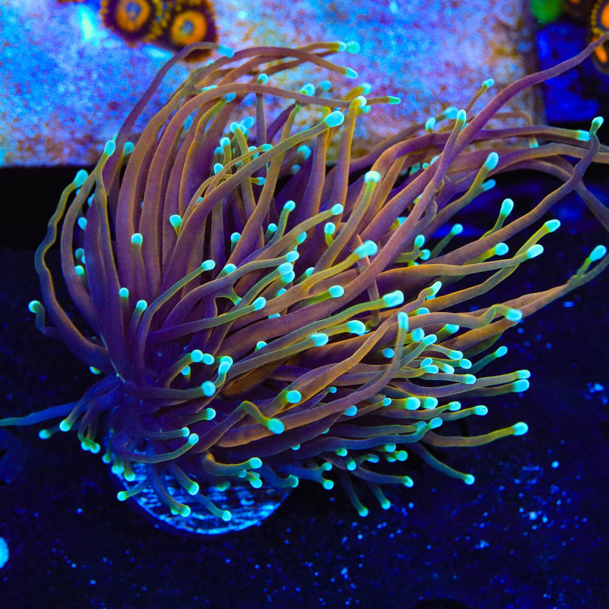 TSA Blowtorch Torch Coral – Top Shelf Aquatics