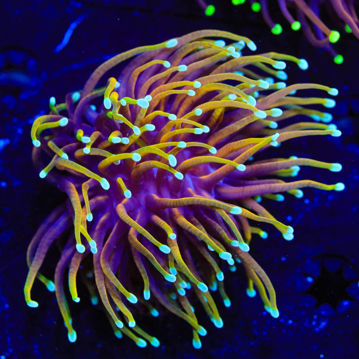 TSA Blowtorch Torch Coral – Top Shelf Aquatics