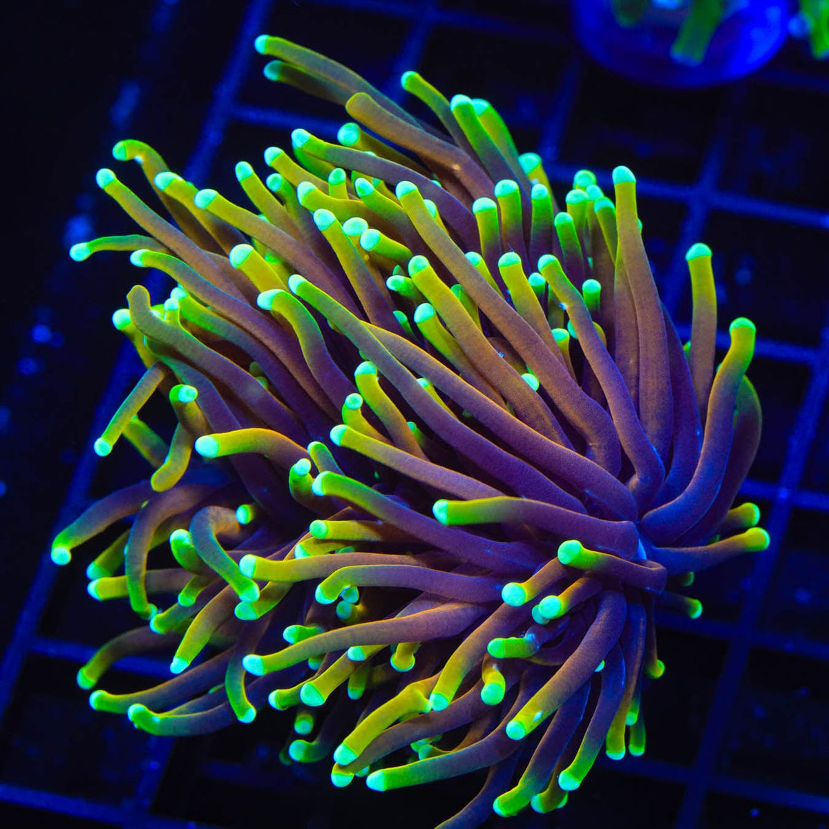 TSA Blowtorch Torch Coral – Top Shelf Aquatics