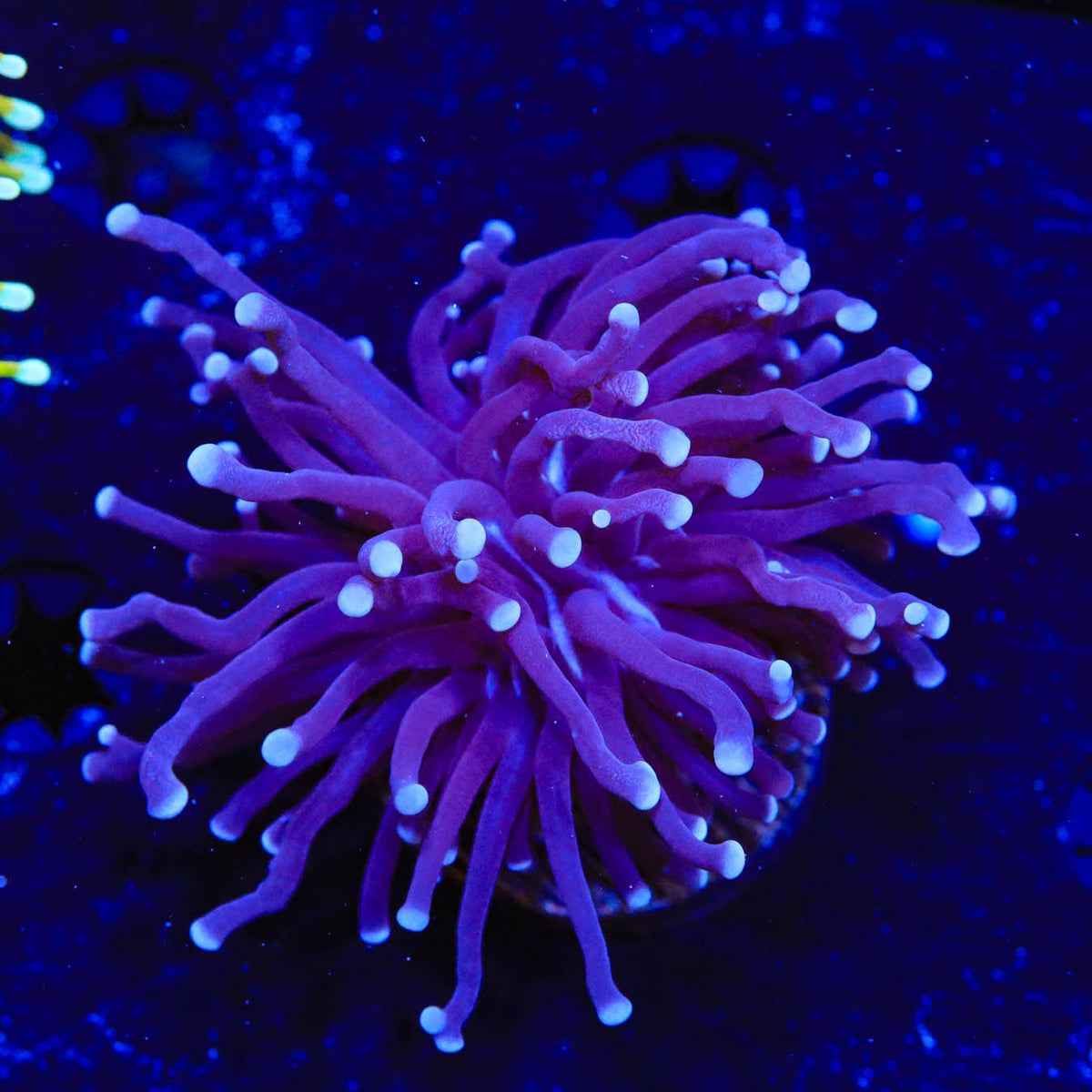 TSA Blue Torch Coral – Top Shelf Aquatics