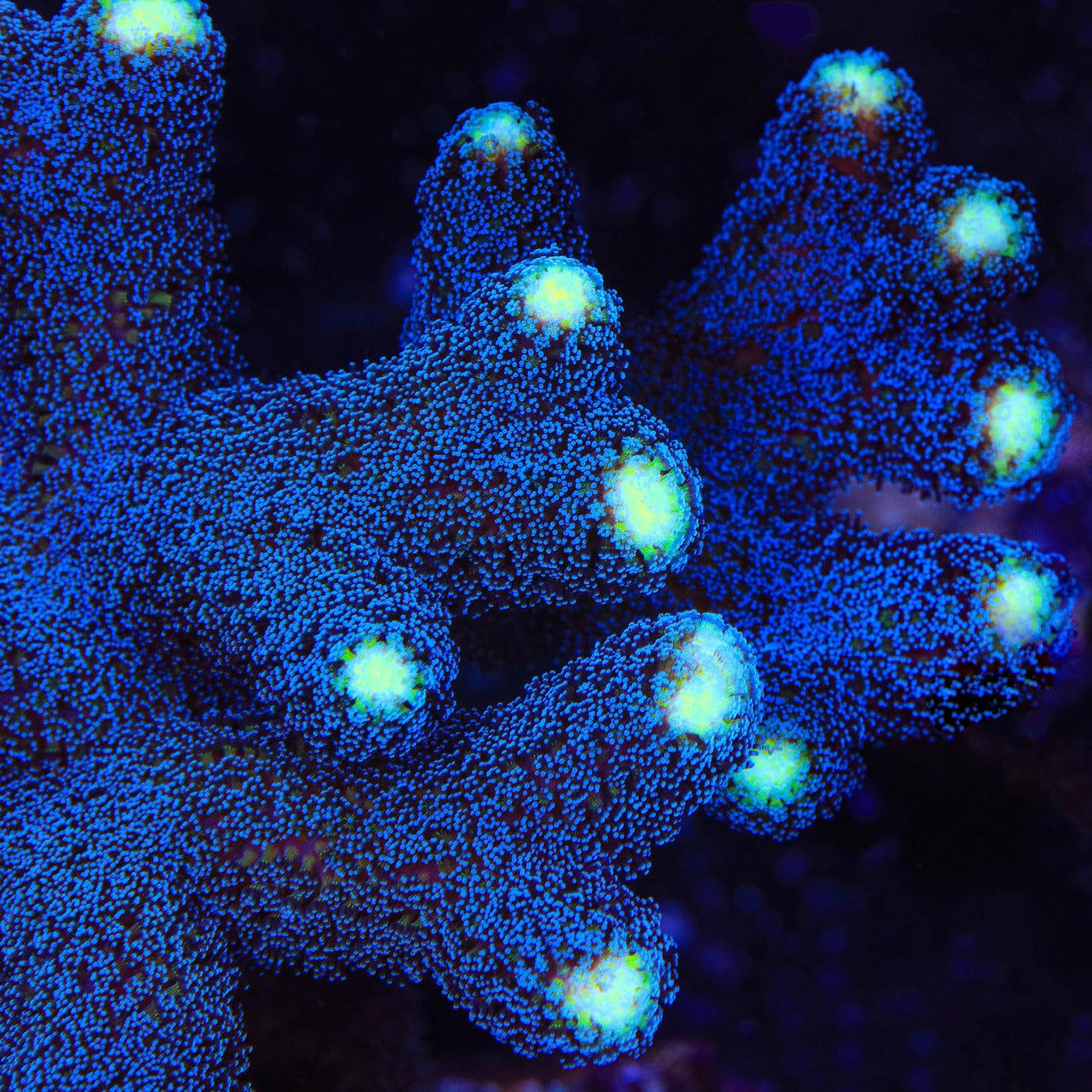 Coral Frags for Sale – Top Shelf Aquatics