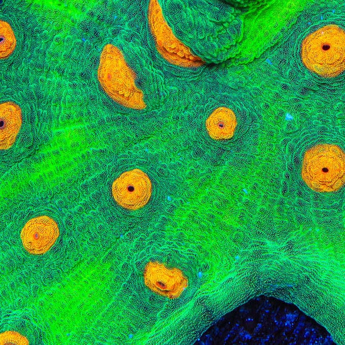 TSA Bright Side of the Moon Chalice Coral – Top Shelf Aquatics