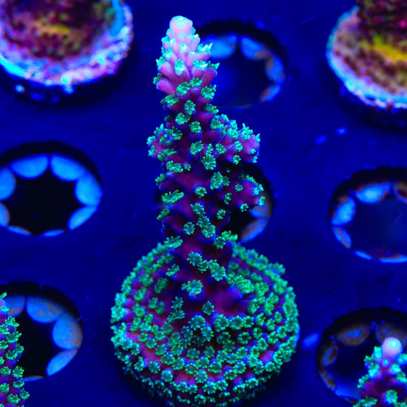 TSA Candle Light Stag Acropora Coral – Top Shelf Aquatics