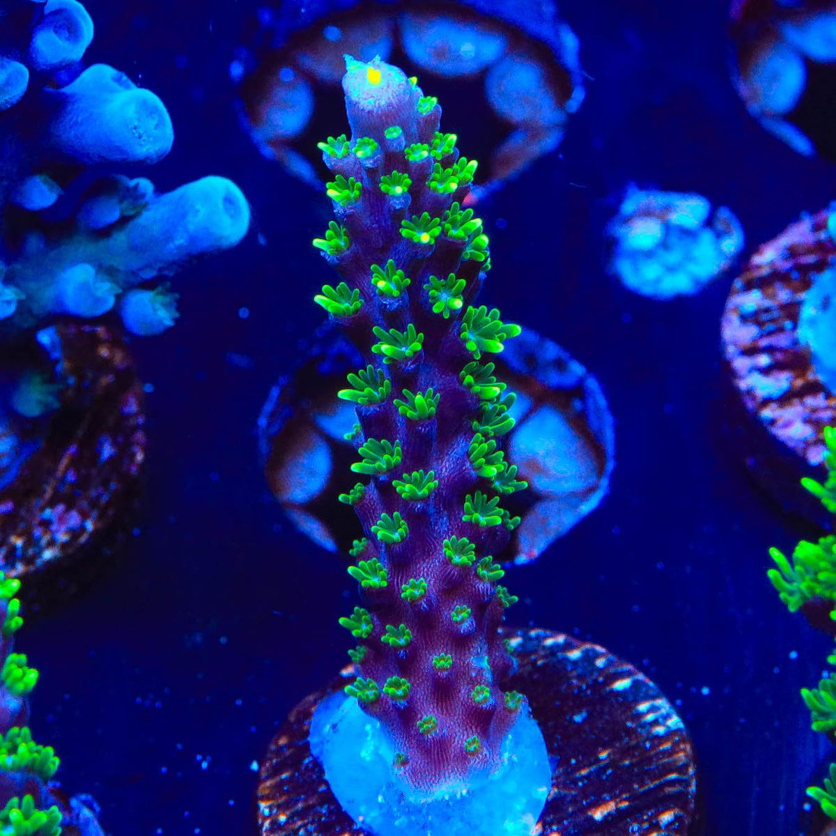 TSA Candlelight Acropora Coral – Top Shelf Aquatics