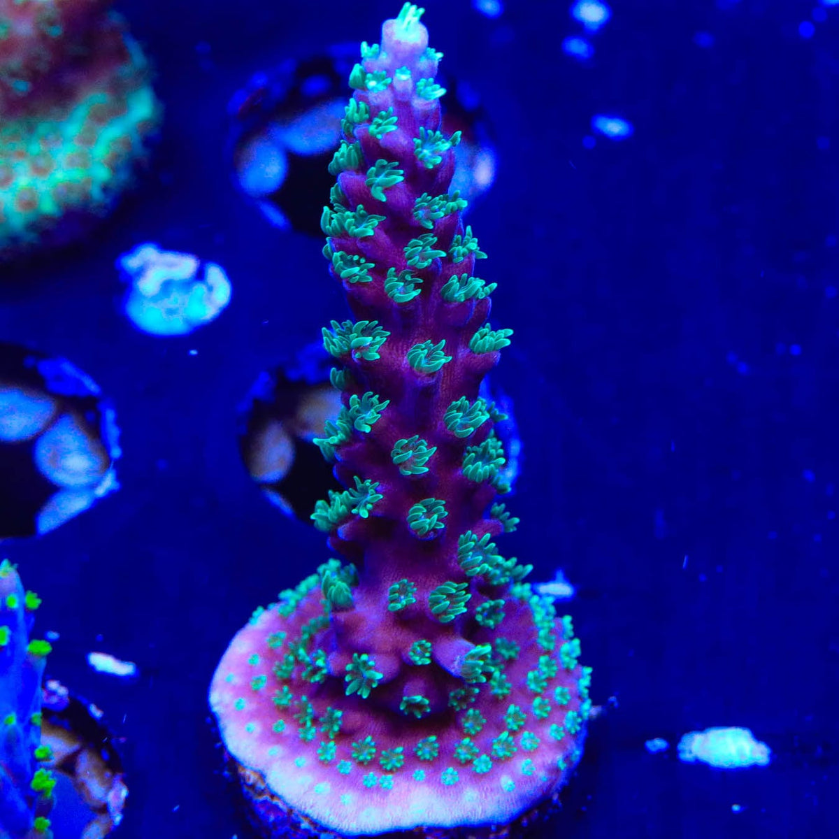 TSA Candlelight Acropora Coral – Top Shelf Aquatics