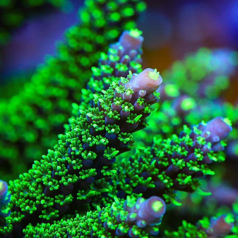 TSA Candlelight Stag Acropora Coral – Top Shelf Aquatics
