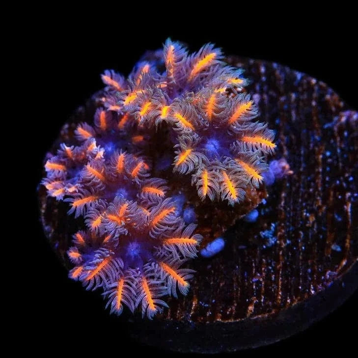 TSA Candy Corn Clove Polyp Coral – Top Shelf Aquatics
