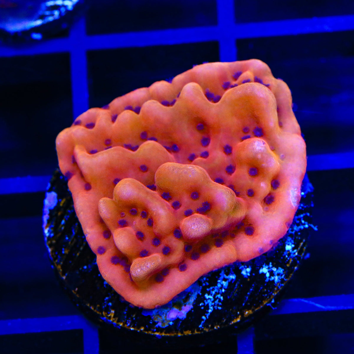 TSA Candy Stamp Montipora Coral – Top Shelf Aquatics