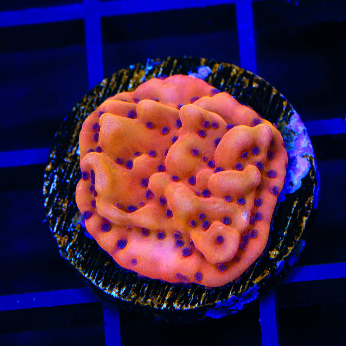 TSA Candy Stamp Montipora Coral – Top Shelf Aquatics