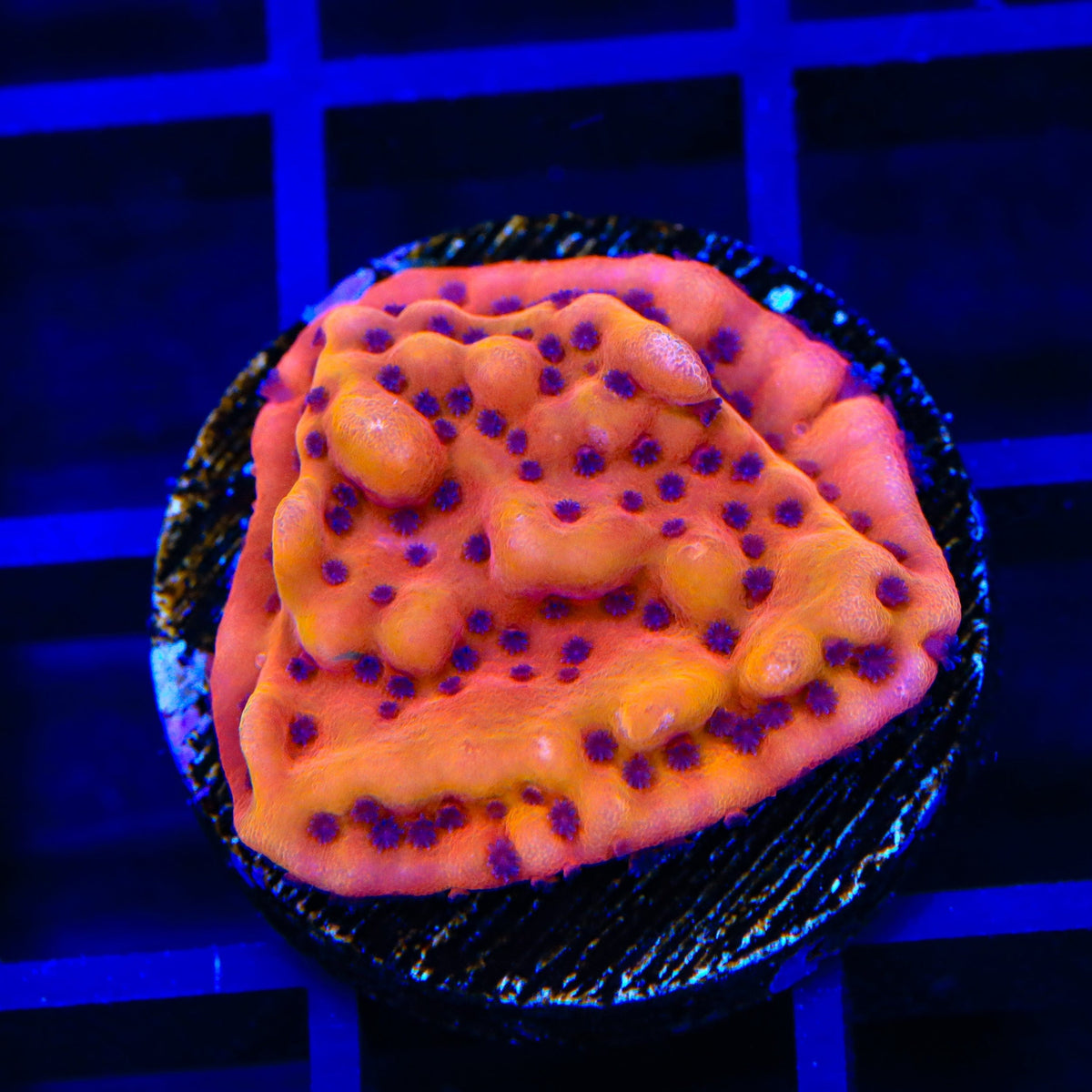 TSA Candy Stamp Montipora Coral – Top Shelf Aquatics