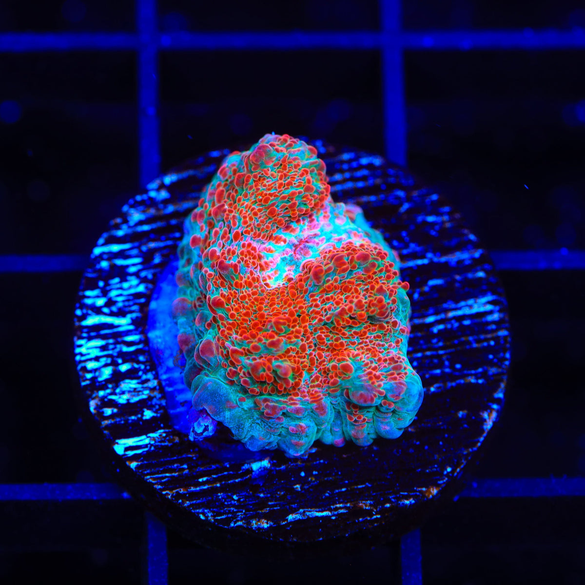 TSA Candy Swirl Chalice Coral – Top Shelf Aquatics
