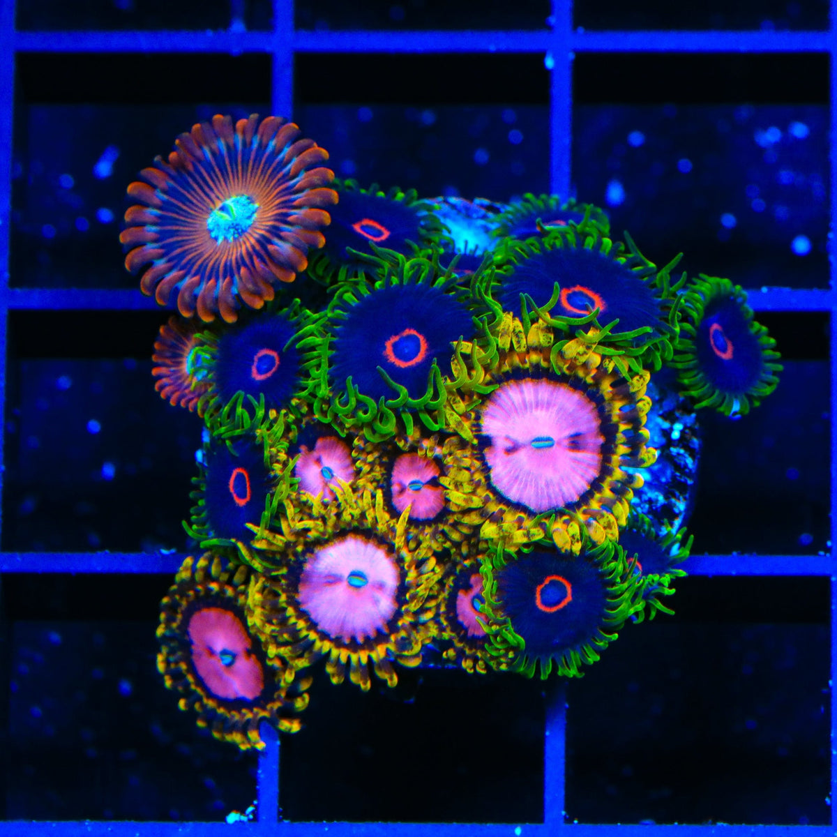 TSA Chemically Altered Combo Zoanthids Coral – Top Shelf Aquatics