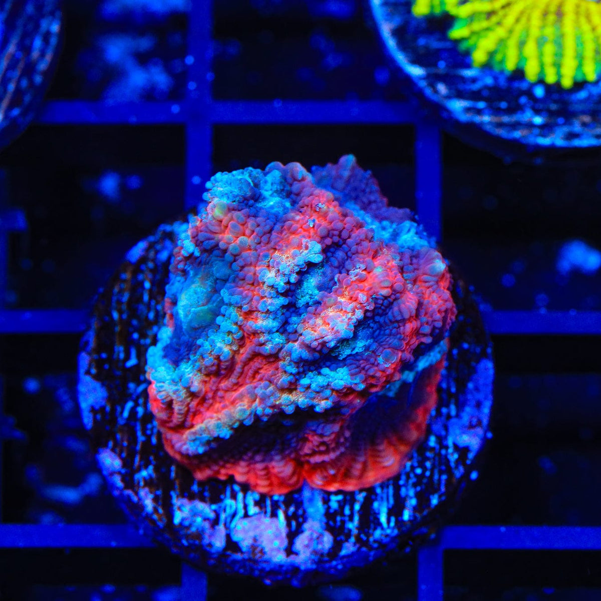 TSA Cherry Berry Favia Coral – Top Shelf Aquatics