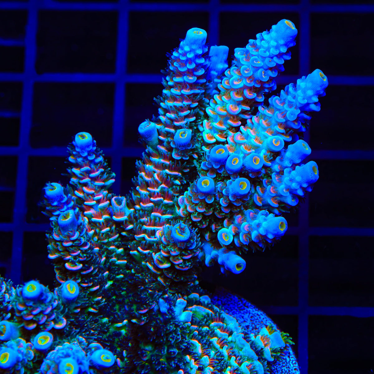 TSA Circus Freak Tenuis Acropora Coral – Top Shelf Aquatics