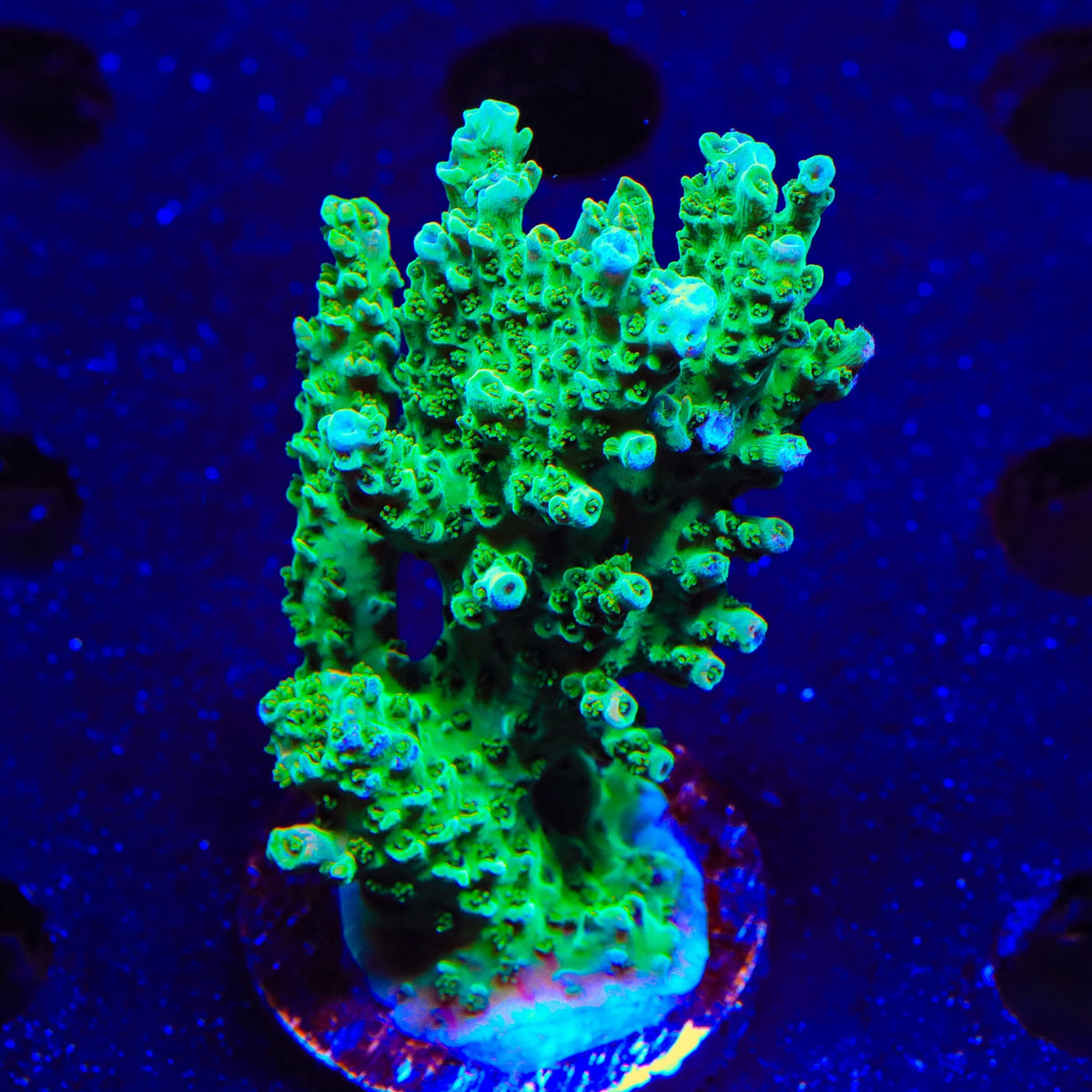 Green Stylophora XL Frag Coral – Top Shelf Aquatics