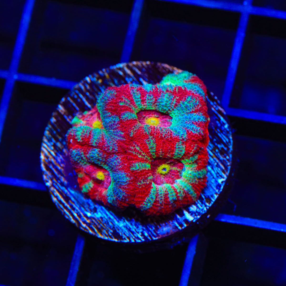 TSA Death Rattle Micromussa Acan Coral – Top Shelf Aquatics