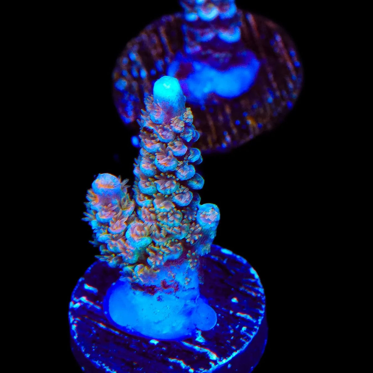 TSA Diamond Dust Tenuis Acropora Coral – Top Shelf Aquatics