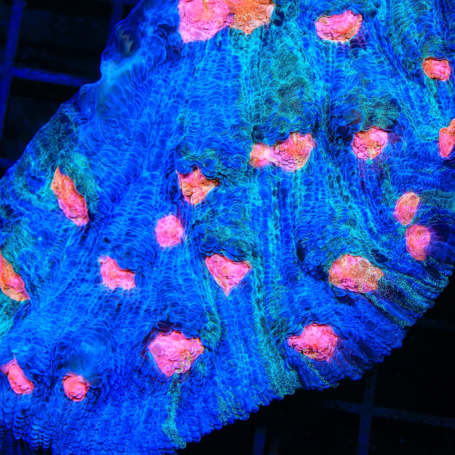 TSA Dream Weaver Chalice Coral – Top Shelf Aquatics