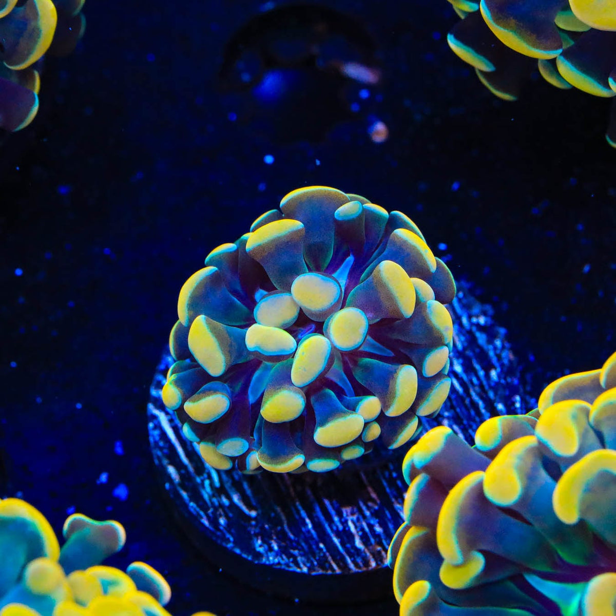 TSA Electro Hammer Coral – Top Shelf Aquatics