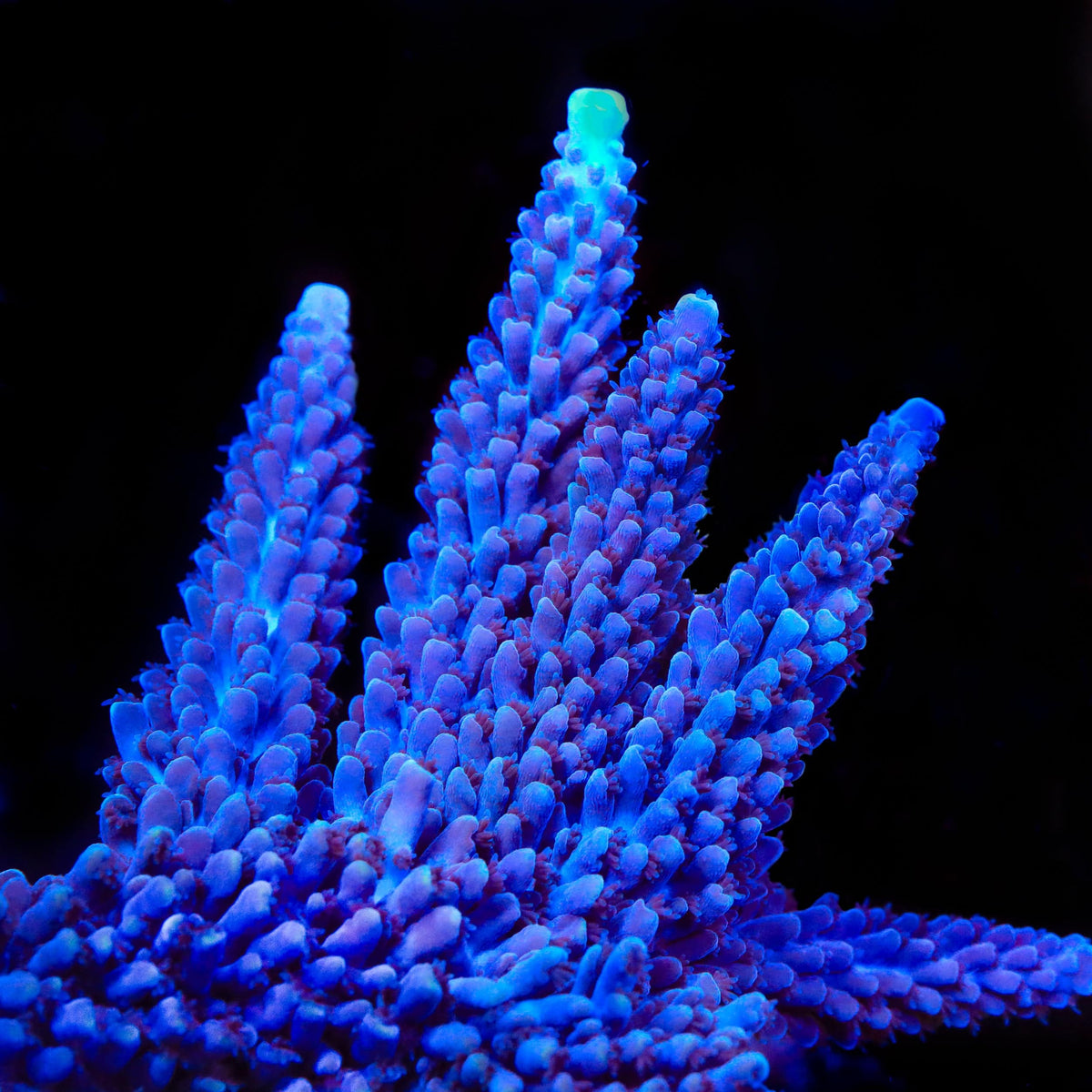 TSA Ernie Hudson Stag Acropora Coral – Top Shelf Aquatics