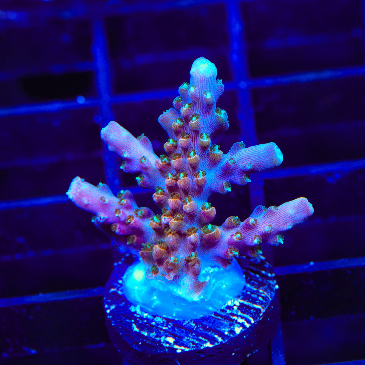 TSA Explosive Ember Acropora Coral – Top Shelf Aquatics