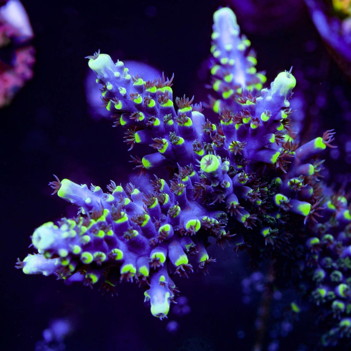 TSA Exquisita Stag Acropora Coral – Top Shelf Aquatics