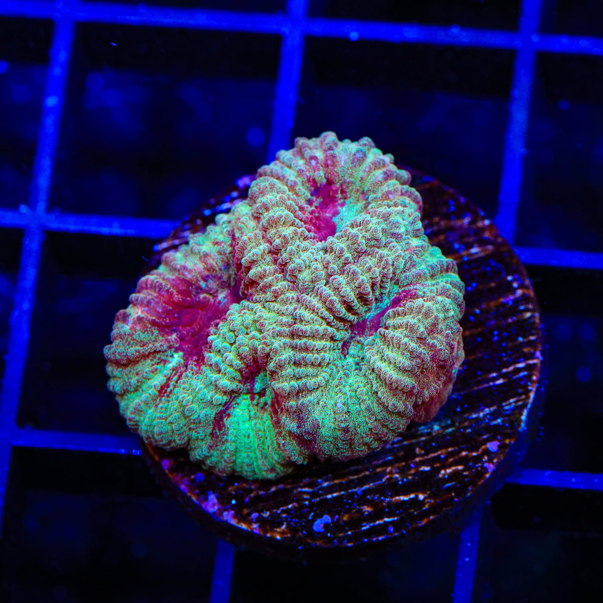 TSA Fairy Dust Favia Coral – Top Shelf Aquatics