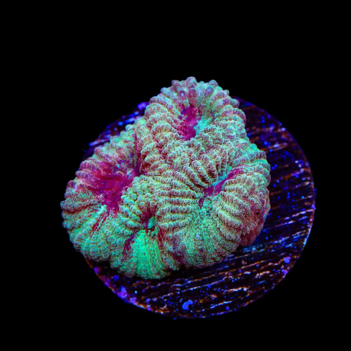 TSA Fairy Dust Favia Coral – Top Shelf Aquatics