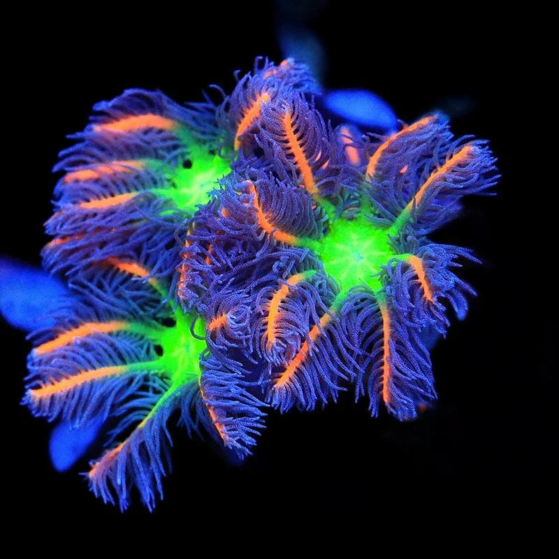 TSA Firework Clove Polyp Coral – Top Shelf Aquatics