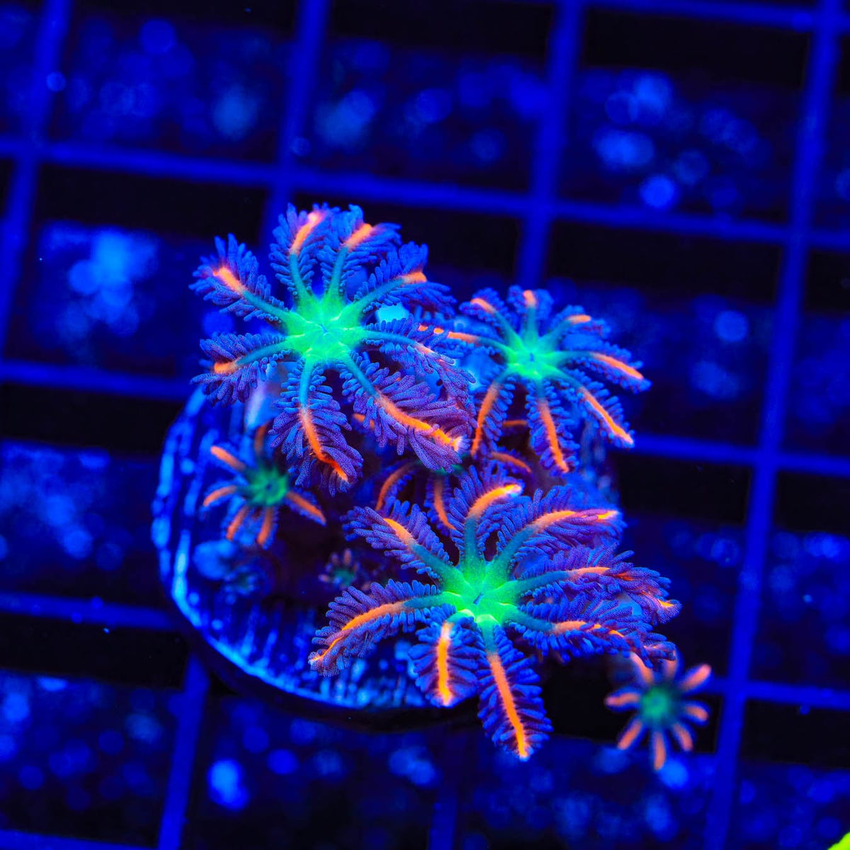 TSA Firework Clove Polyp Coral – Top Shelf Aquatics