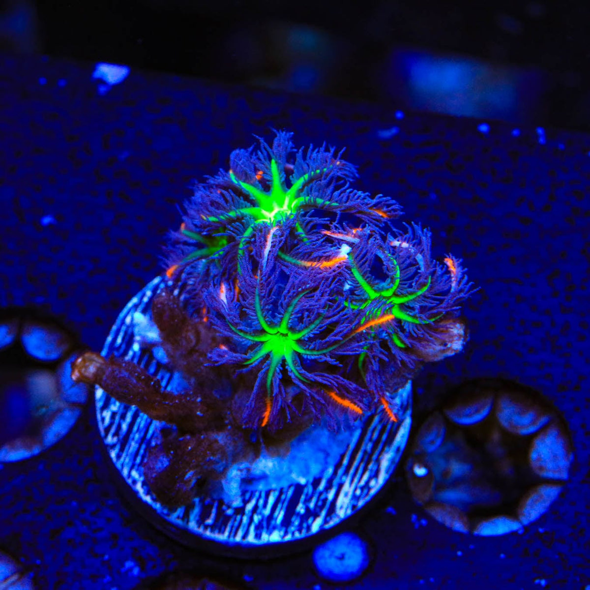 TSA Firework Clove Polyp Coral – Top Shelf Aquatics