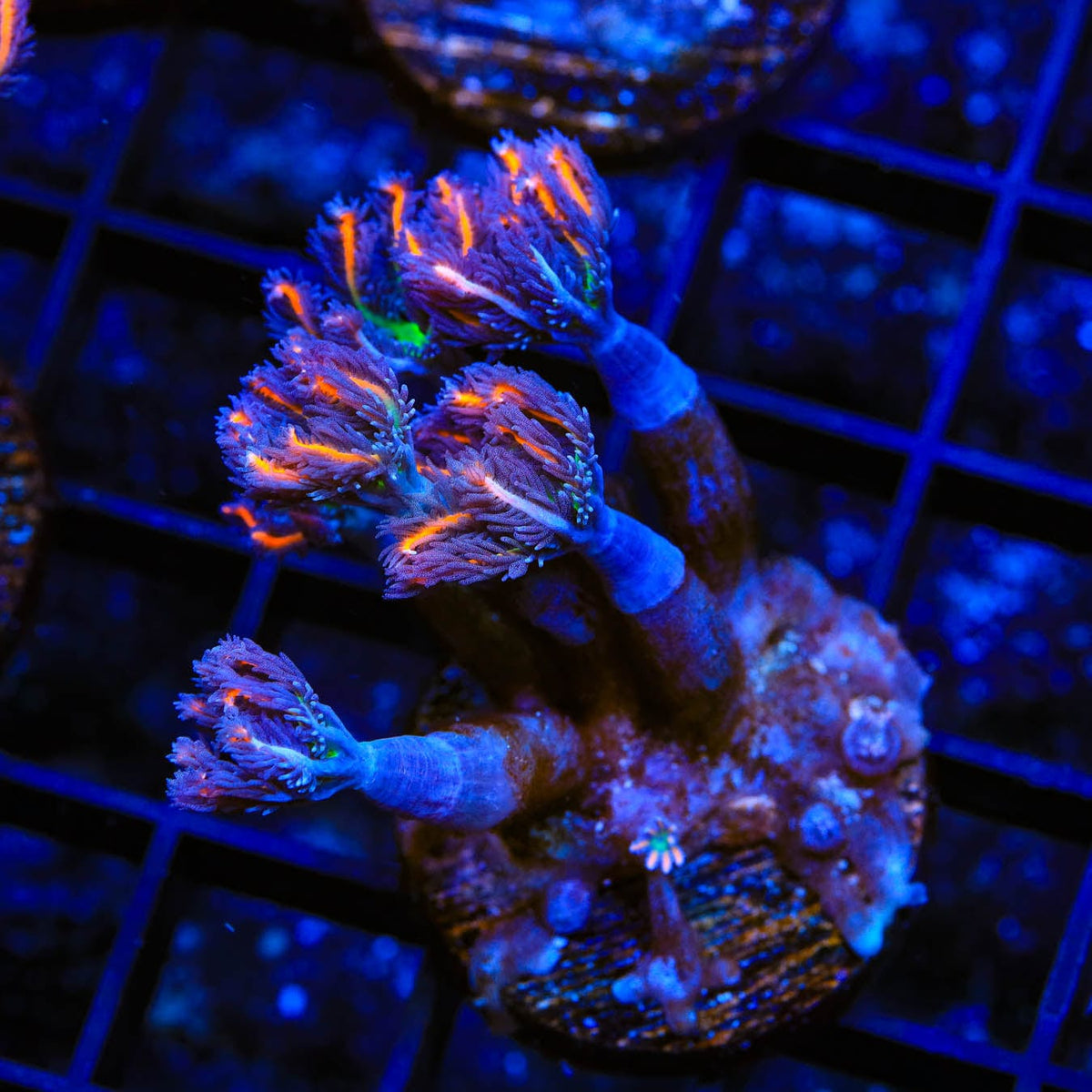 TSA Firework Clove Polyp Coral – Top Shelf Aquatics