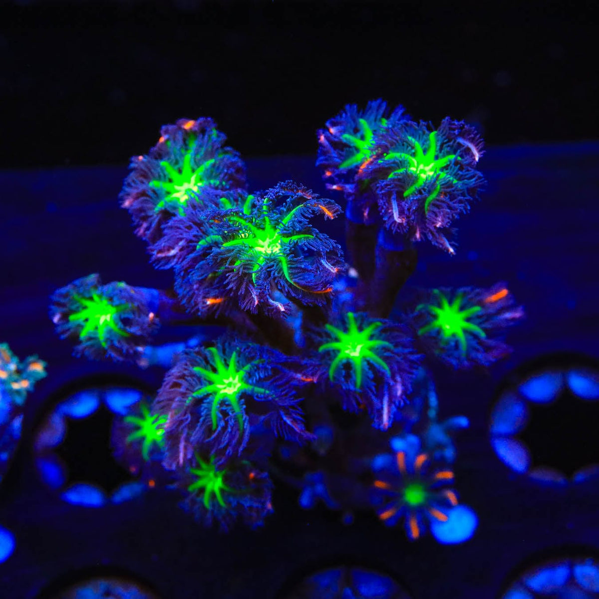 TSA Firework Clove Polyp Coral – Top Shelf Aquatics