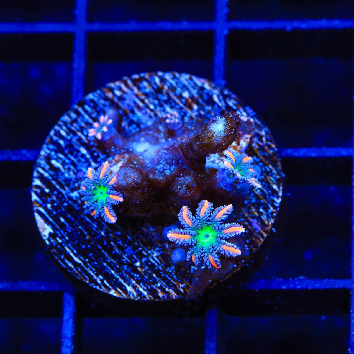 TSA Firework Clove Polyp Coral – Top Shelf Aquatics