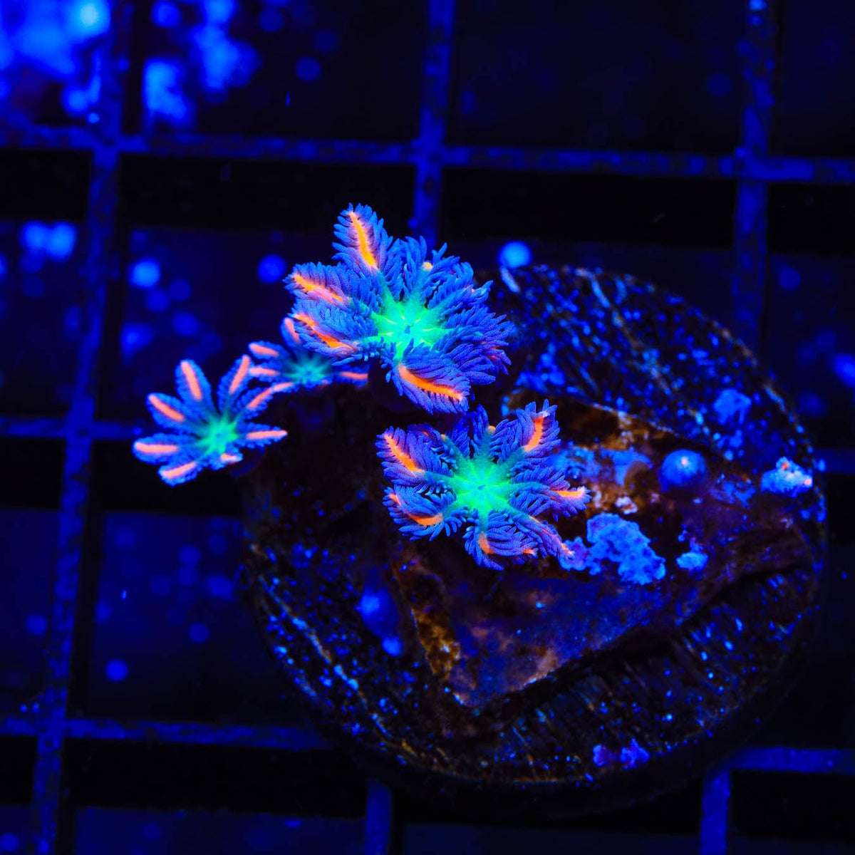 TSA Firework Clove Polyp Coral – Top Shelf Aquatics