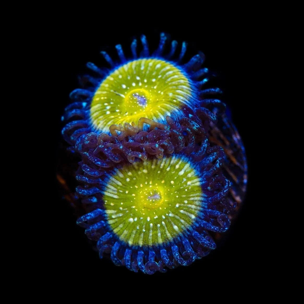 TSA Frozen Apple Zoanthids Coral – Top Shelf Aquatics