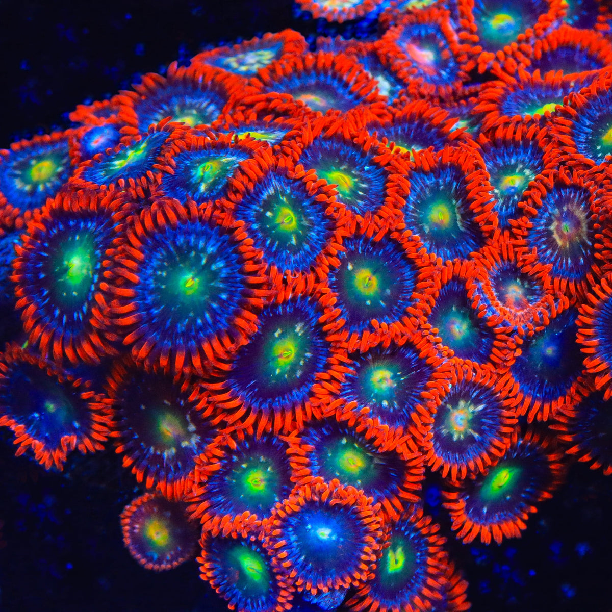 TSA Galaxy Glitter Zoanthids Coral – Top Shelf Aquatics