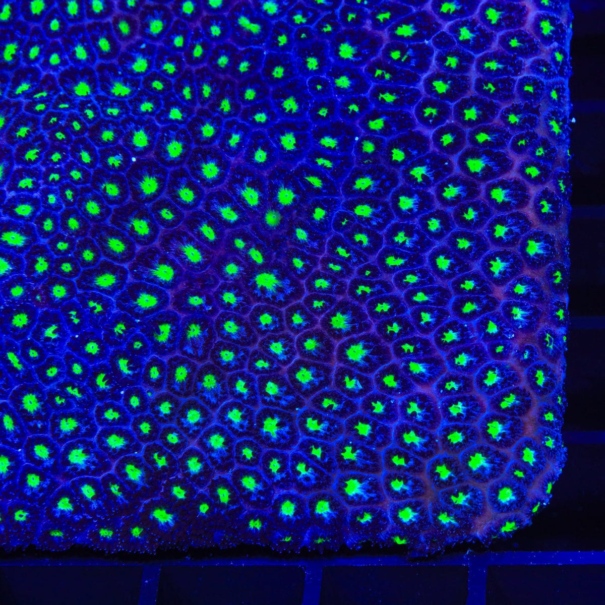 TSA Ghoul Wrangler Leptastrea Coral – Top Shelf Aquatics