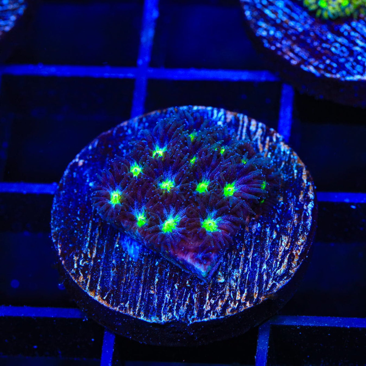 TSA Ghoul Wrangler Leptastrea Coral – Top Shelf Aquatics