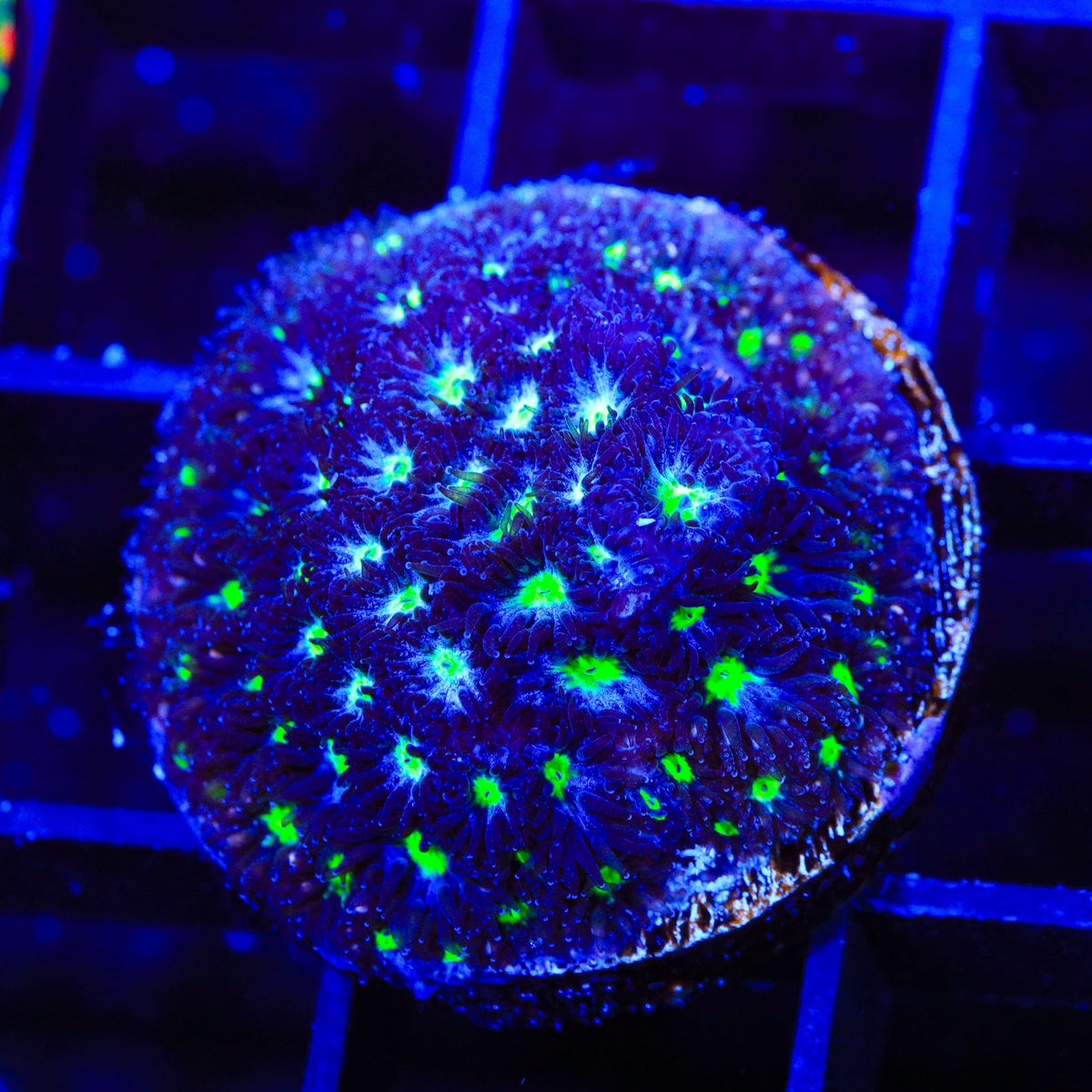TSA Ghoul Wrangler Leptastrea Coral – Top Shelf Aquatics