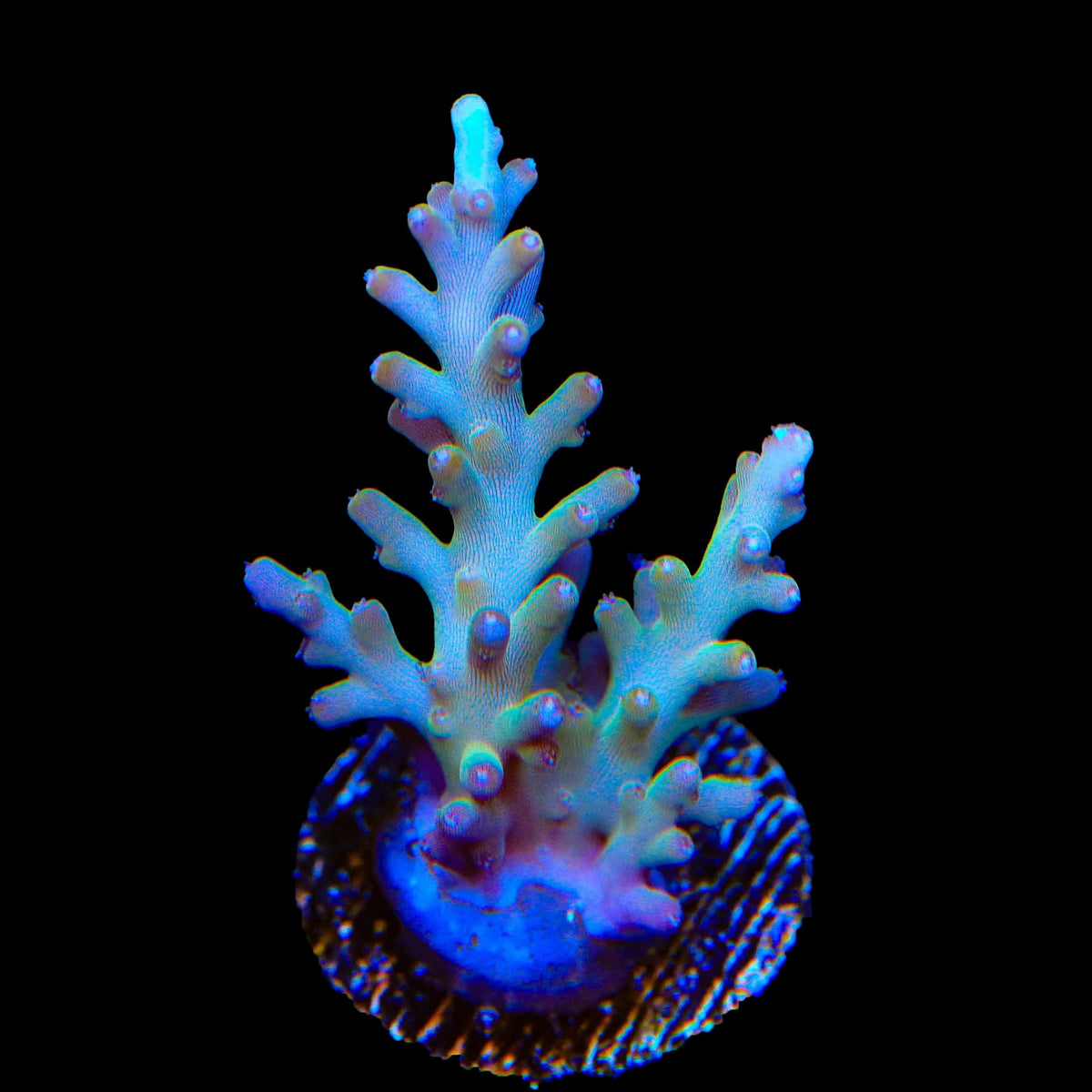 TSA GI Dragon Acropora Coral – Top Shelf Aquatics
