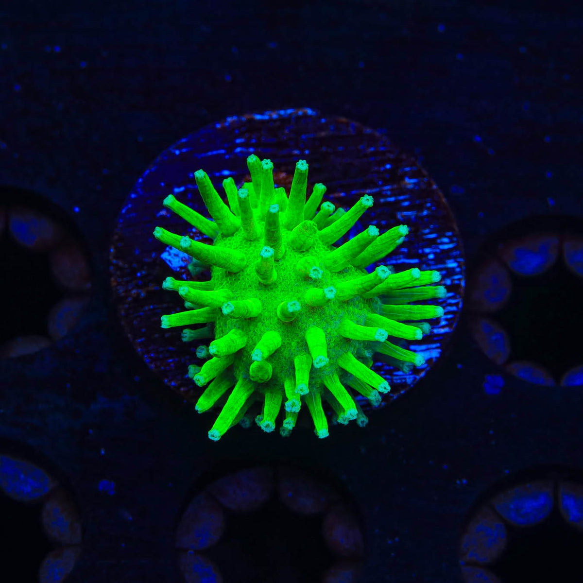 TSA Glowworm Toadstool Coral – Top Shelf Aquatics