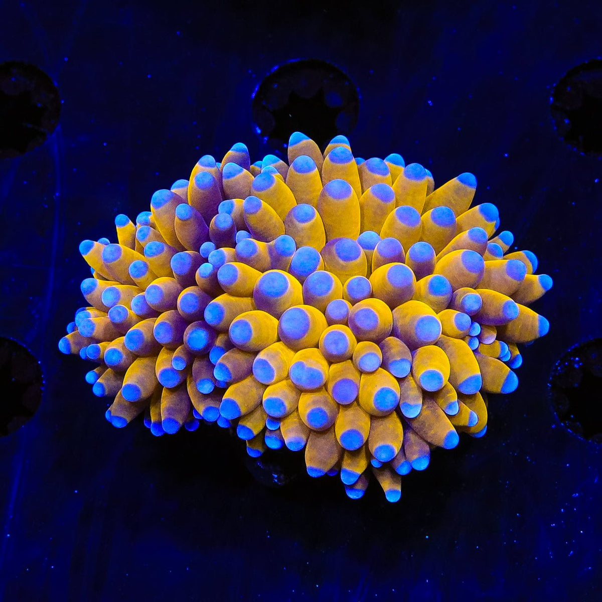 TSA Golden Goddess Torch Coral – Top Shelf Aquatics
