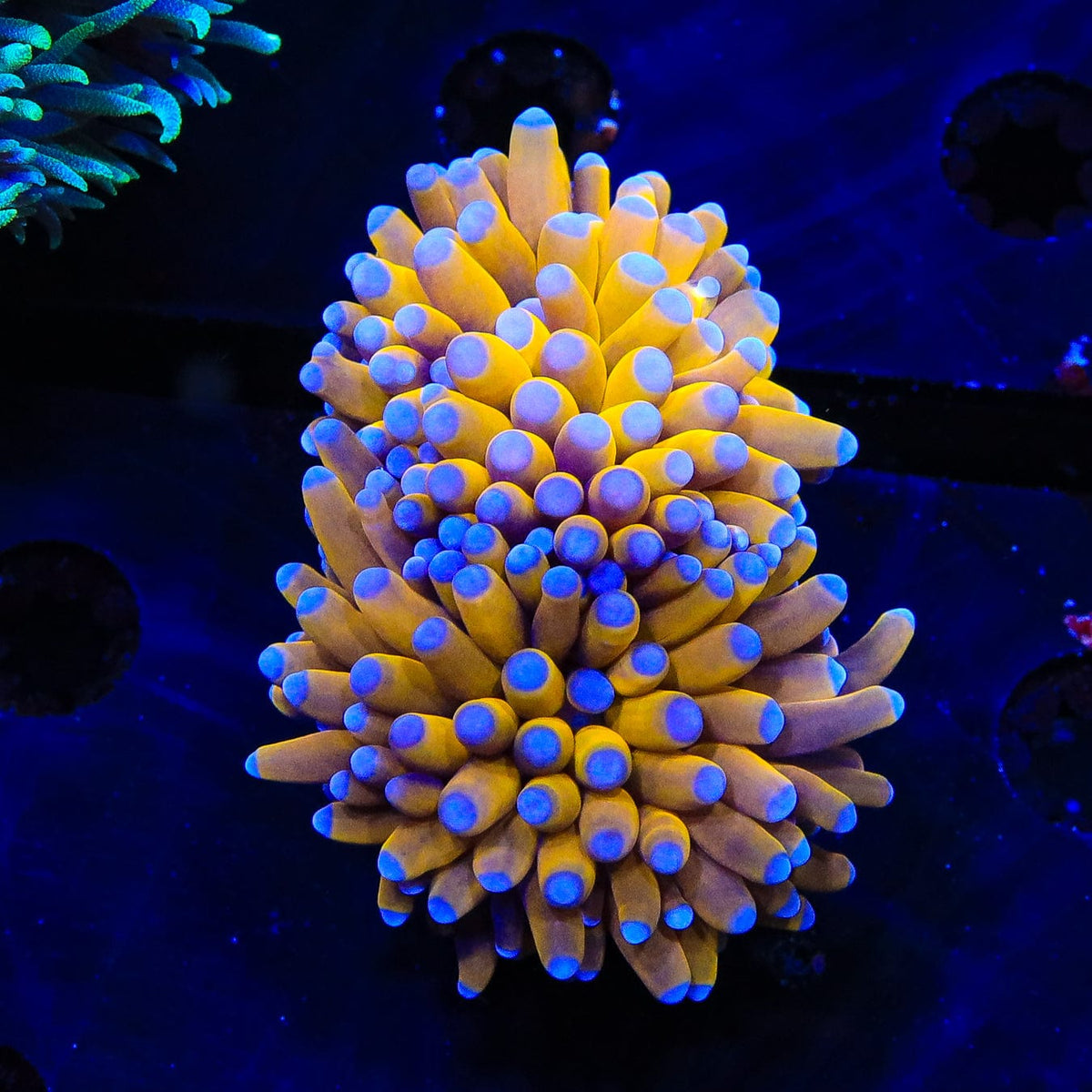 TSA Golden Goddess Torch Coral – Top Shelf Aquatics