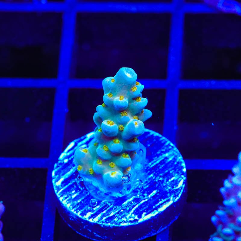 TSA Goliath Acropora Coral – Top Shelf Aquatics