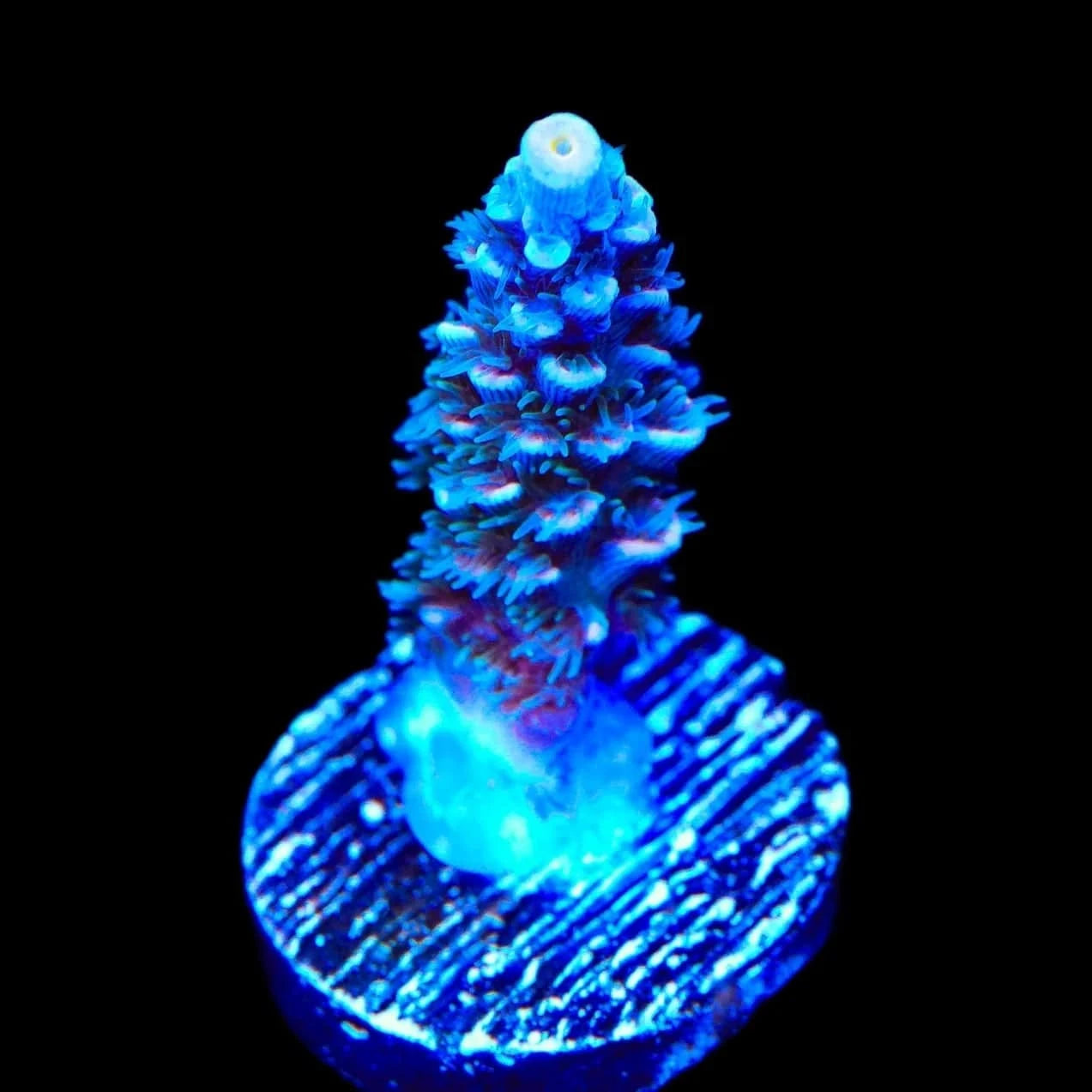 TSA Haymaker Tenuis Acropora Coral – Top Shelf Aquatics