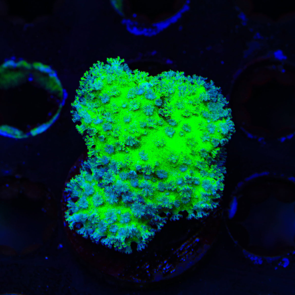 TSA Highlighter Leather Coral – Top Shelf Aquatics