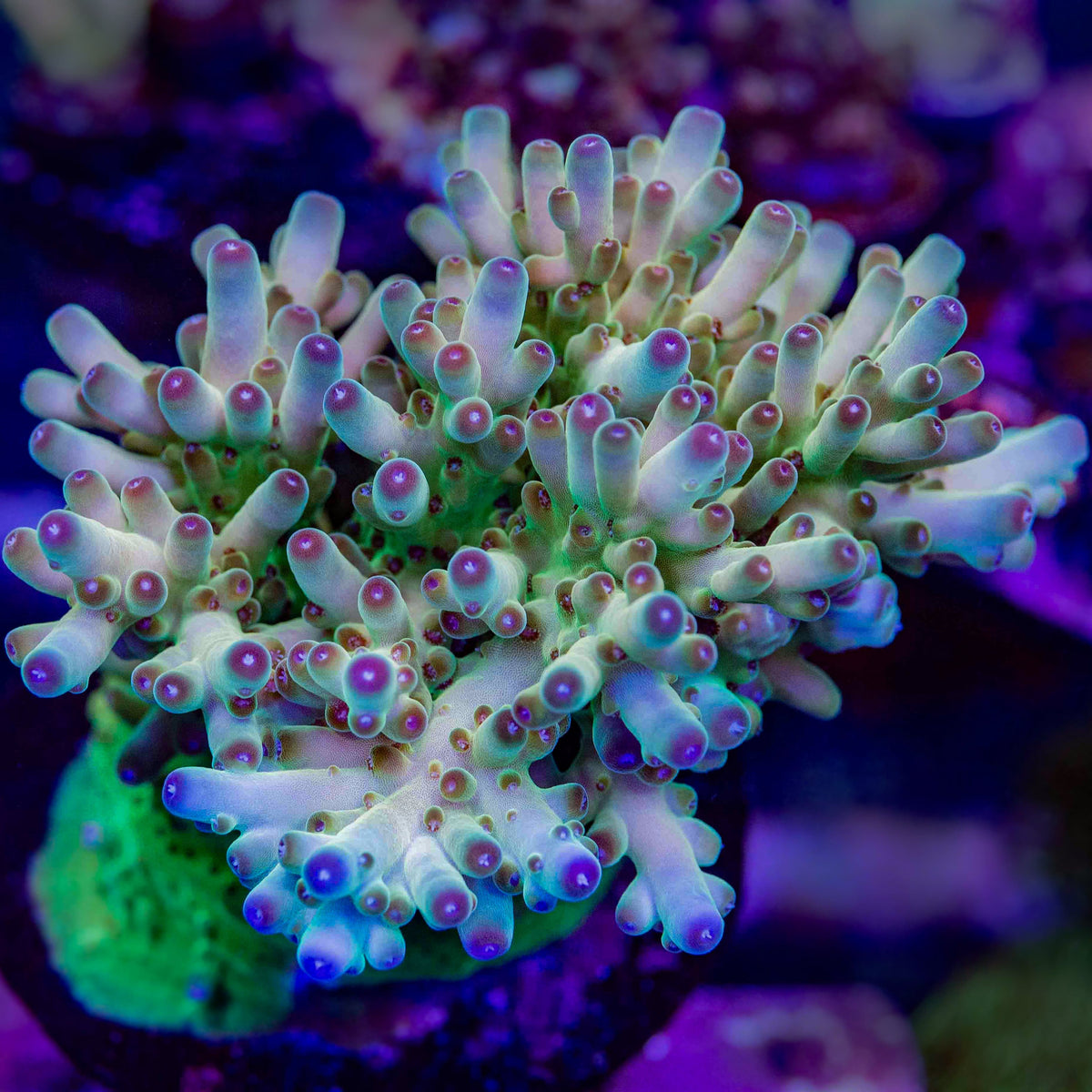 TSA Holy Diver Acropora Coral – Top Shelf Aquatics