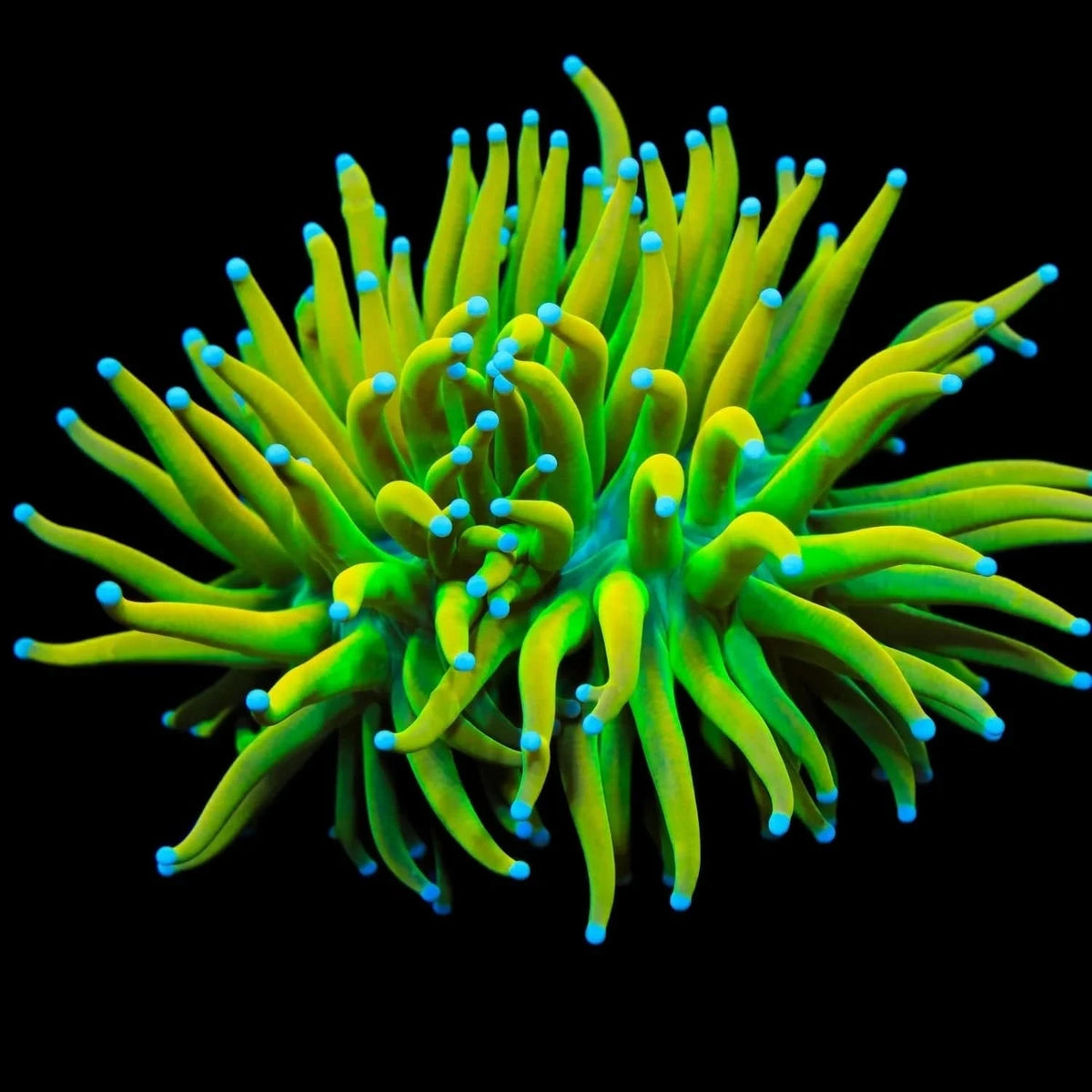 TSA Holy Grail Torch Coral – Top Shelf Aquatics