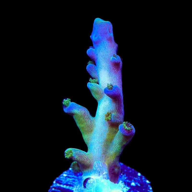 TSA Ice Tort Acropora Coral – Top Shelf Aquatics